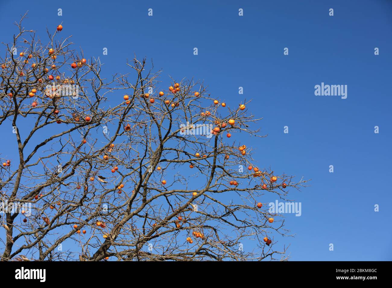 Persimmon Tree High Resolution Stock Photography and Images - Alamy