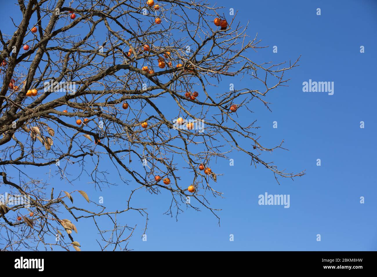 Persimmon tree hi-res stock photography and images - Alamy
