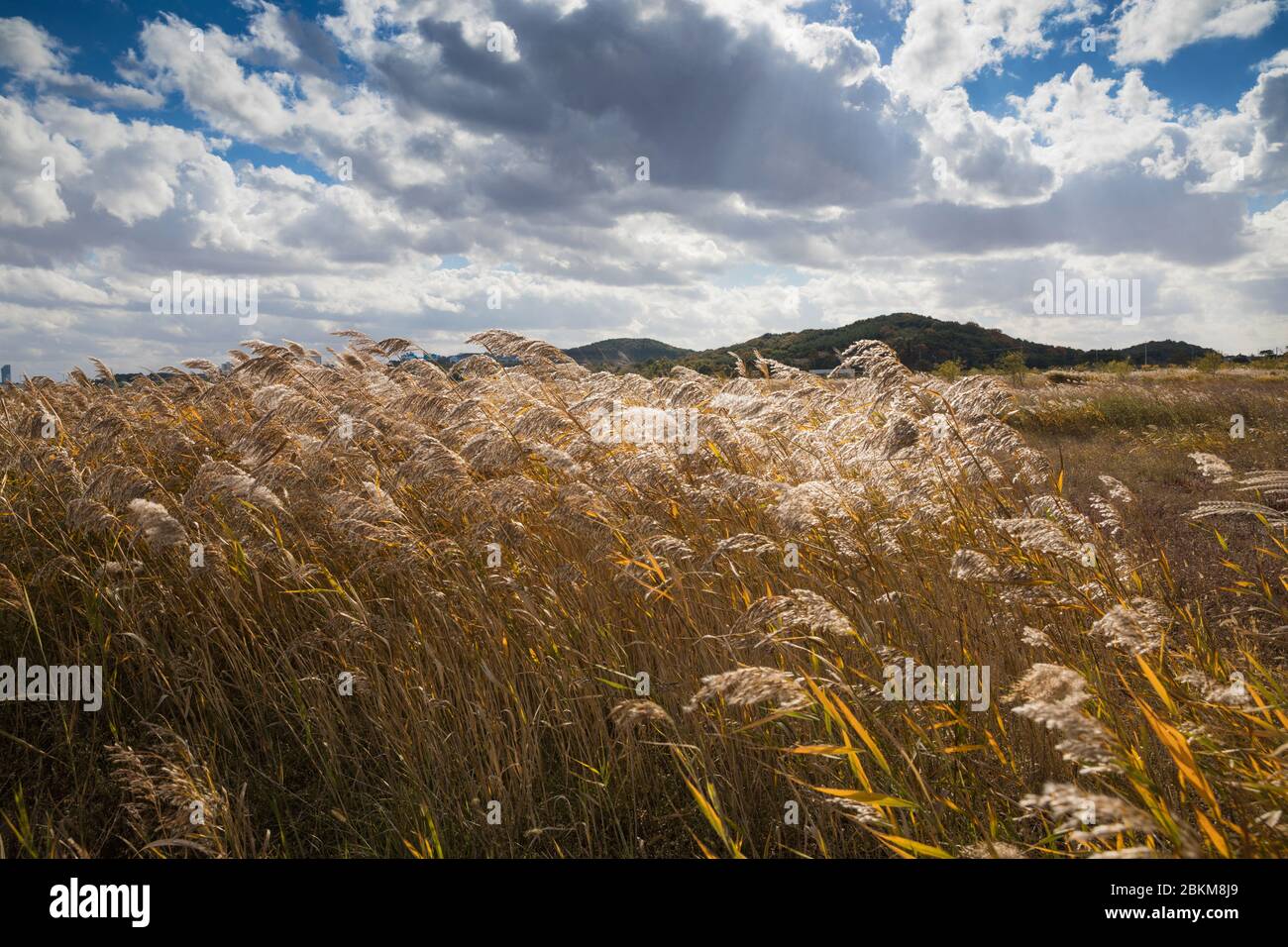 Reed field and autumn sky landscape in Korea Stock Photo - Alamy