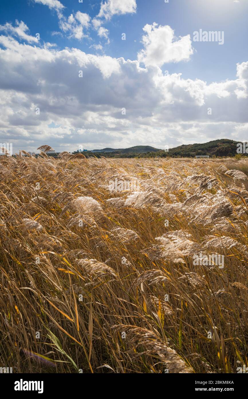 Reed field and autumn sky landscape in Korea Stock Photo - Alamy