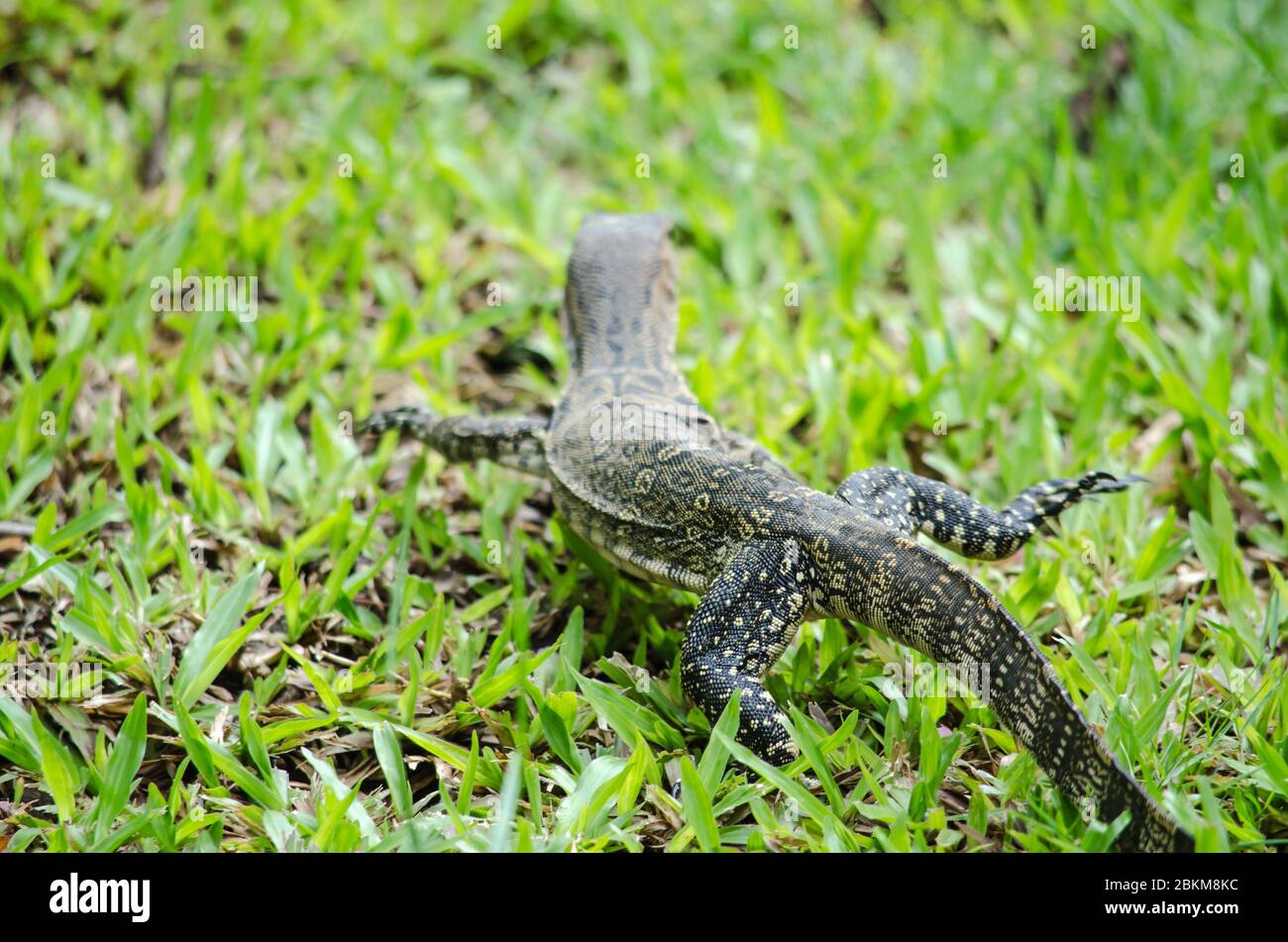 water monitor live habitat where is water ,lake and river Stock Photo ...