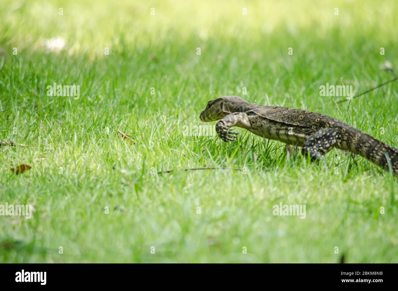 water monitor live habitat where is water ,lake and river Stock Photo ...