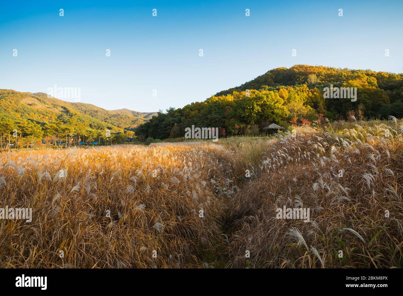 Reed field and autumn sky landscape in Korea Stock Photo - Alamy
