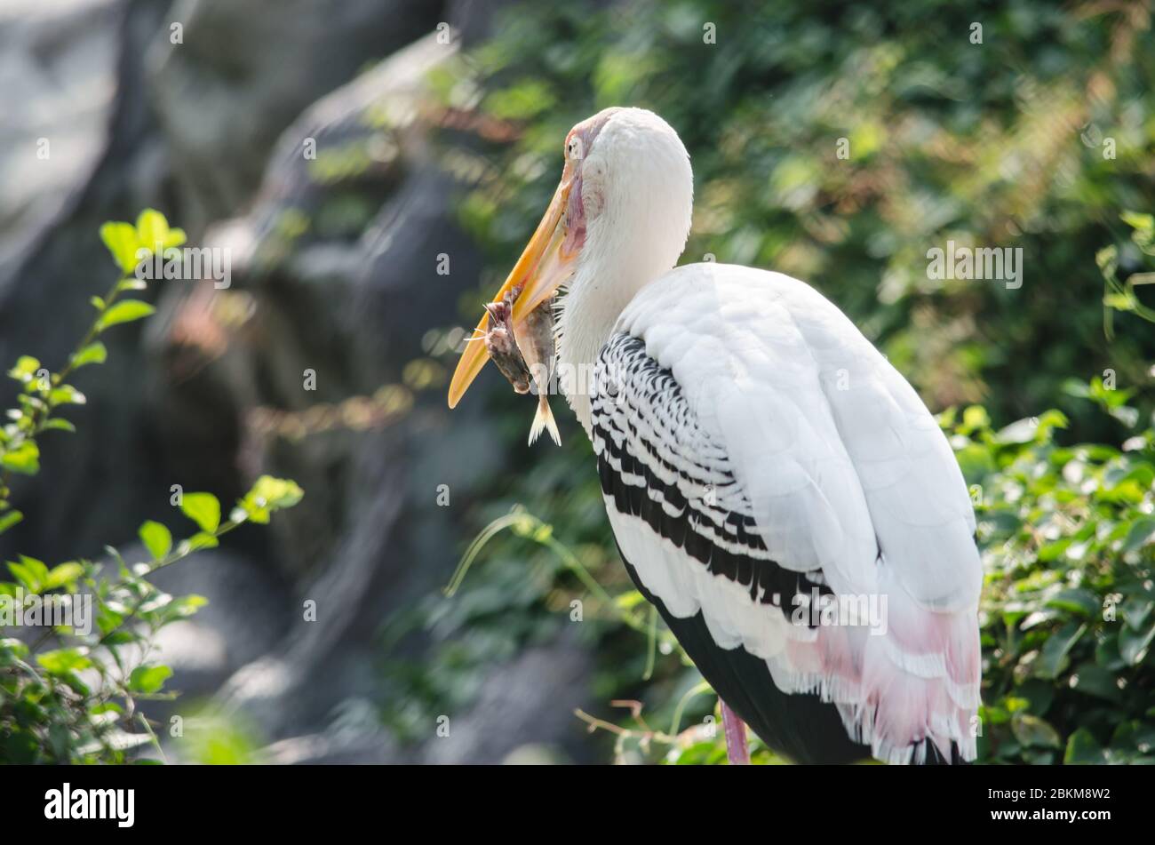 big bird is sitting on the tree and is ready to fly around the forest ...