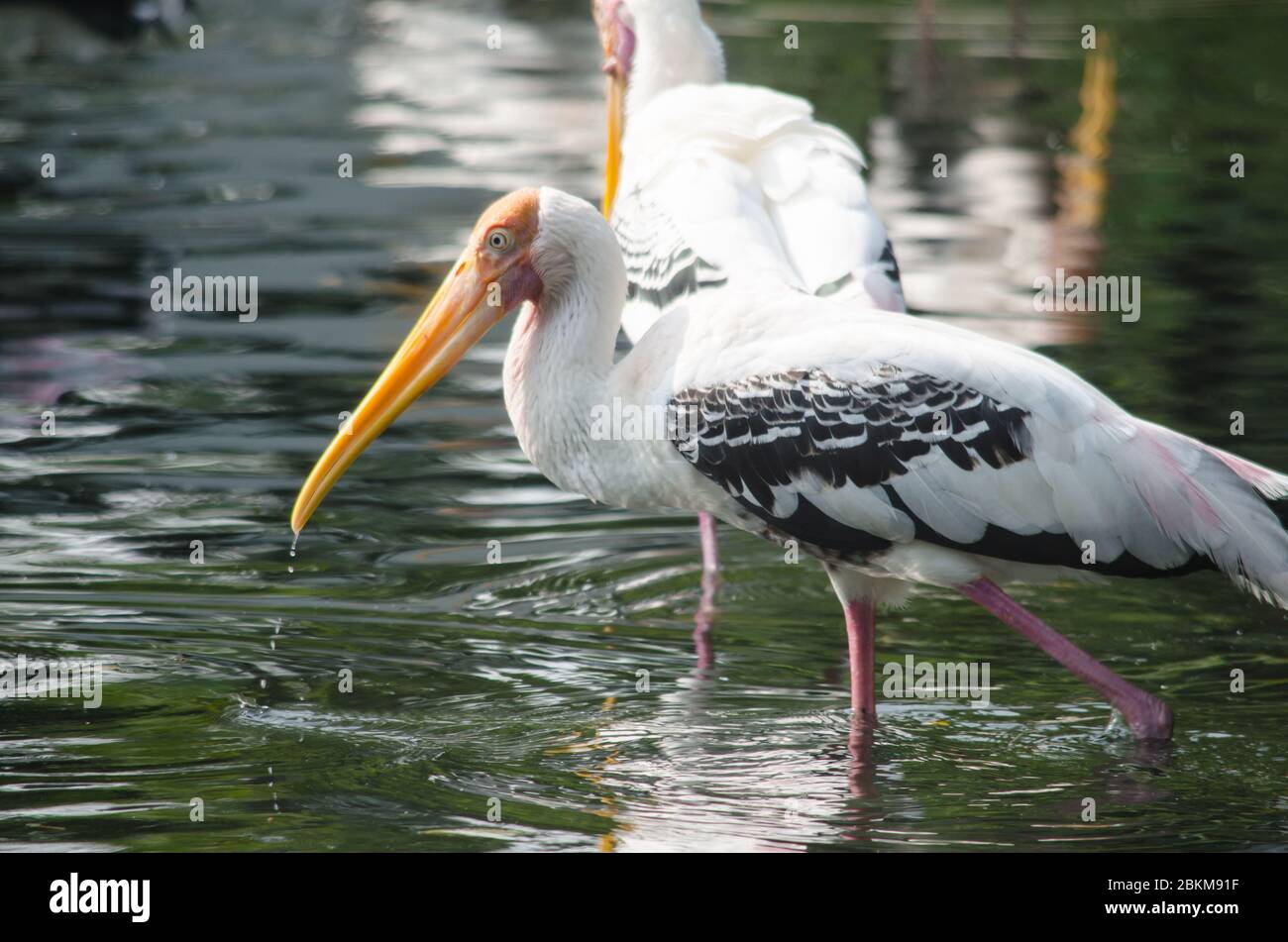big bird is sitting on the tree and is ready to fly around the forest ...