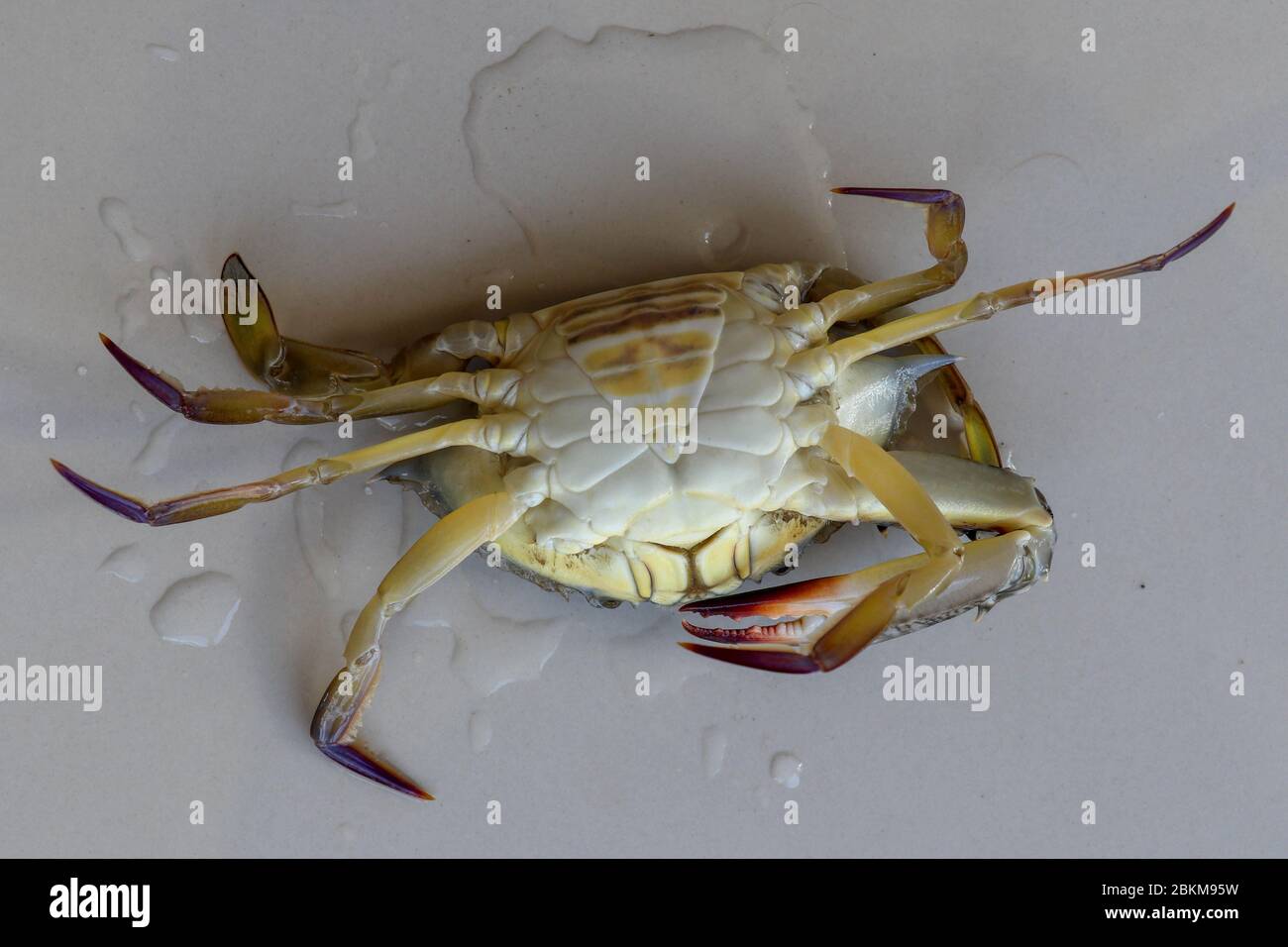 Blue Crab Labeled