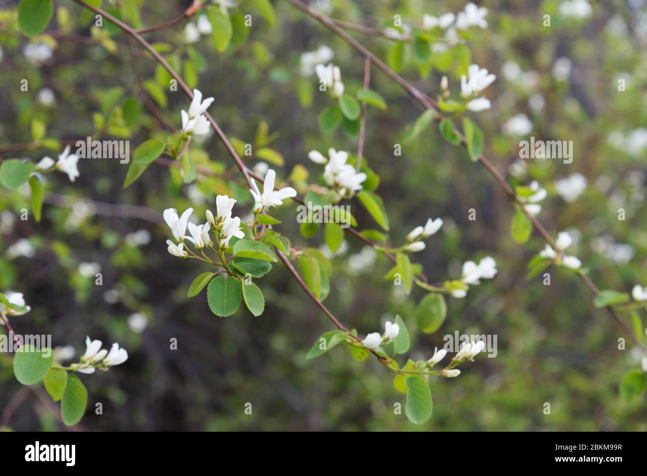 Wild Saskatoon shrub flowering in forest in April Stock Photo - Alamy