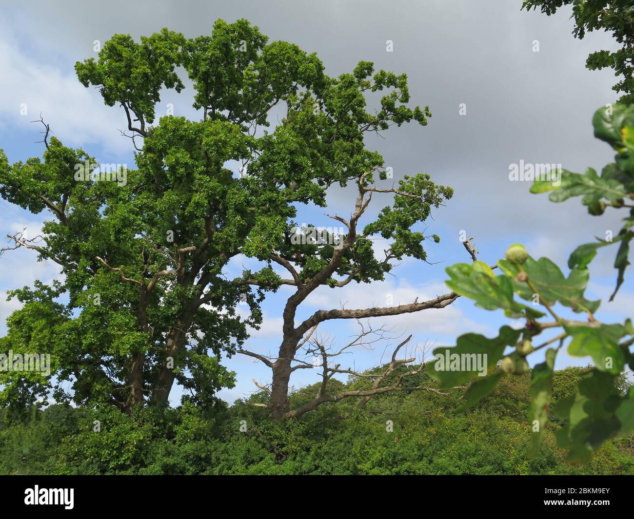 Two oak trees, one alive and one dead Stock Photo - Alamy