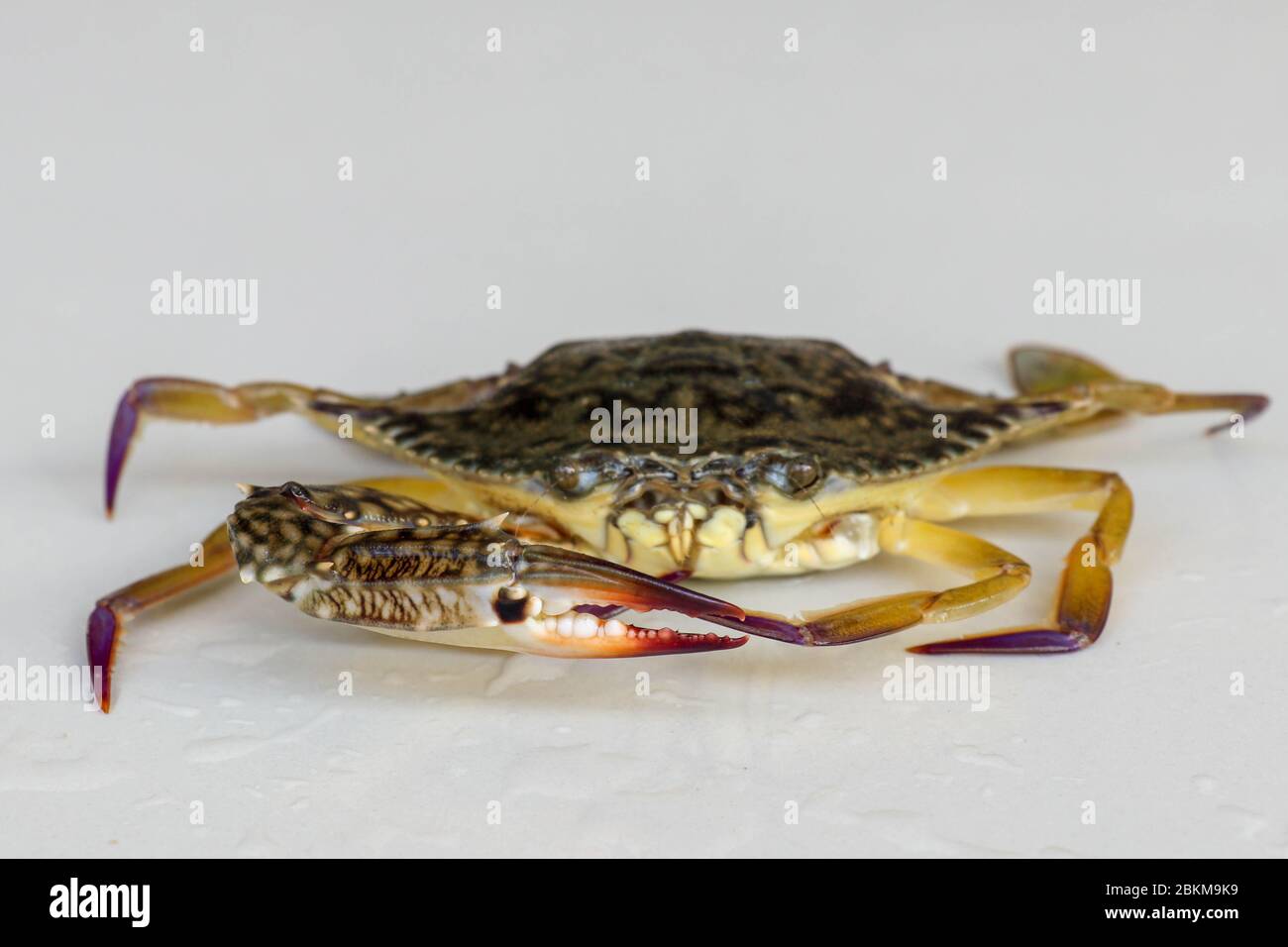 Front view of Blue manna crab, Sand crab. Flower crab. Portunus ...