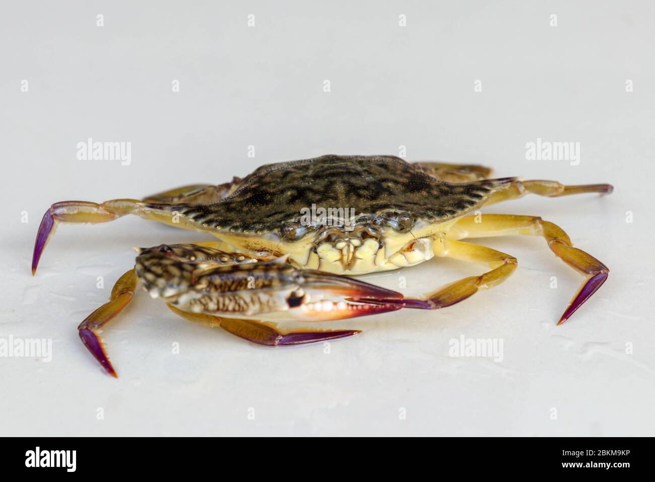 Front view of Blue manna crab, Sand crab. Flower crab. Portunus ...