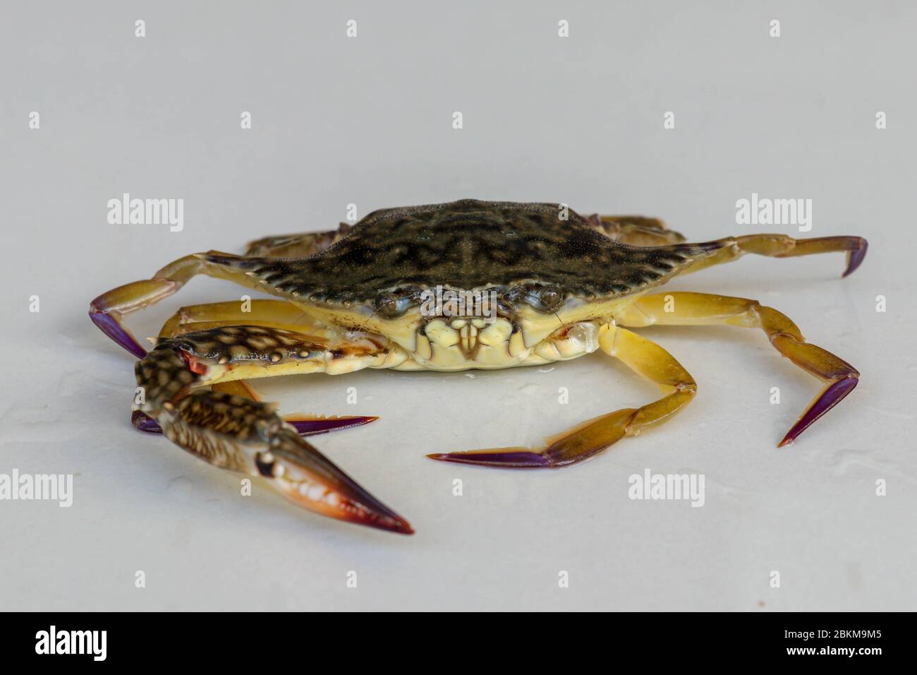 Front view of Blue manna crab, Sand crab. Flower crab. Portunus ...