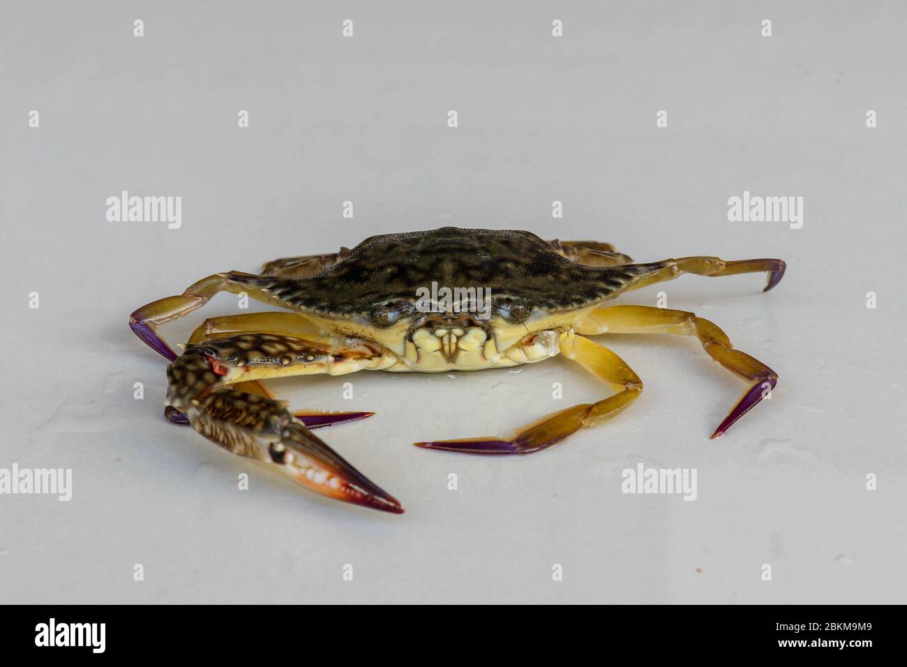 Front view of Blue manna crab, Sand crab. Flower crab. Portunus ...