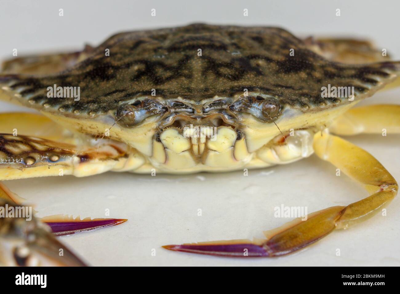 Front view of Blue manna crab, Sand crab. Flower crab. Portunus ...