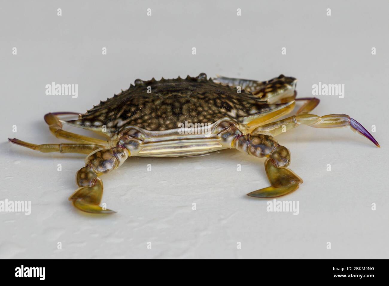 Front view of Blue manna crab, Sand crab. Flower crab. Portunus ...
