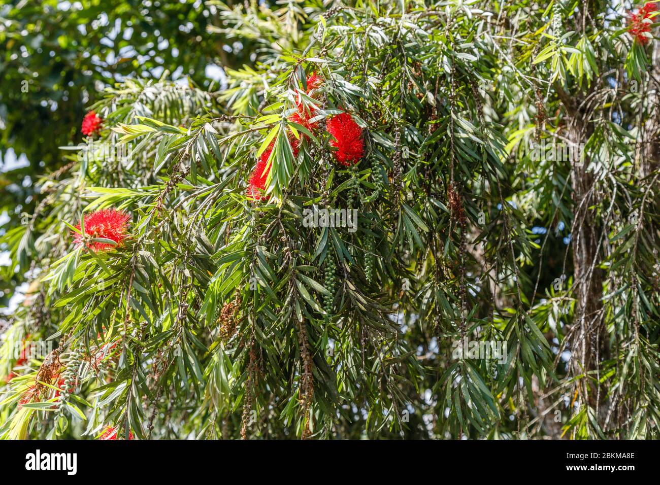 Blooming red Callistemon or Bottlebrush tree. Bali, Indonesia Stock ...