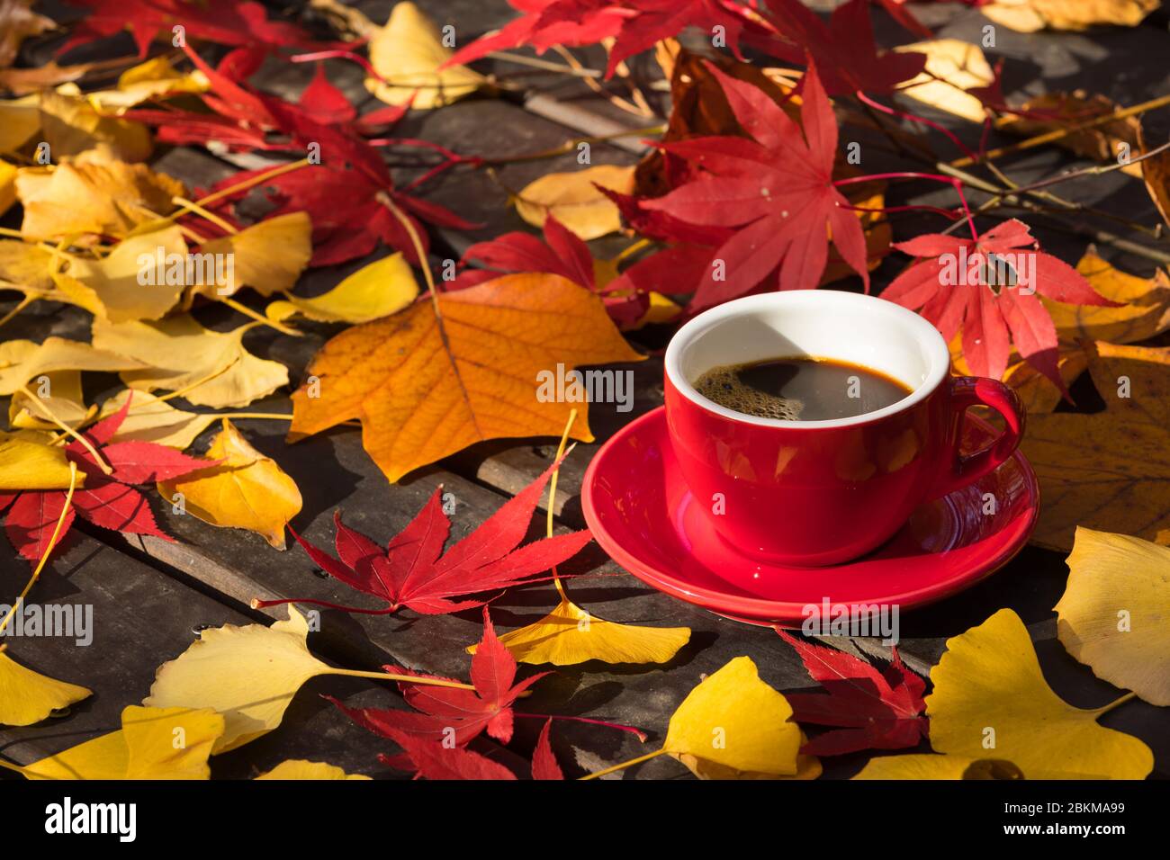 Maple cup hi-res stock photography and images - Alamy