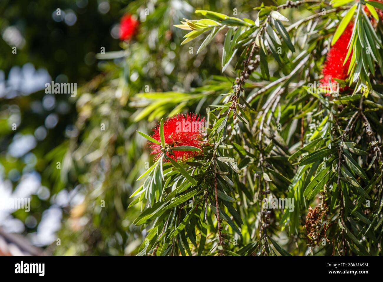 Red australian bottle brush tree hi-res stock photography and images ...