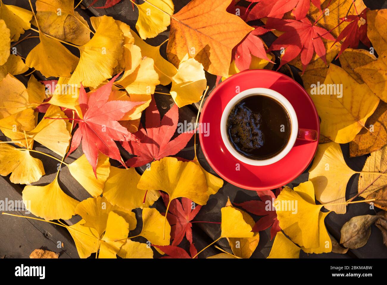 Maple cup hi-res stock photography and images - Alamy