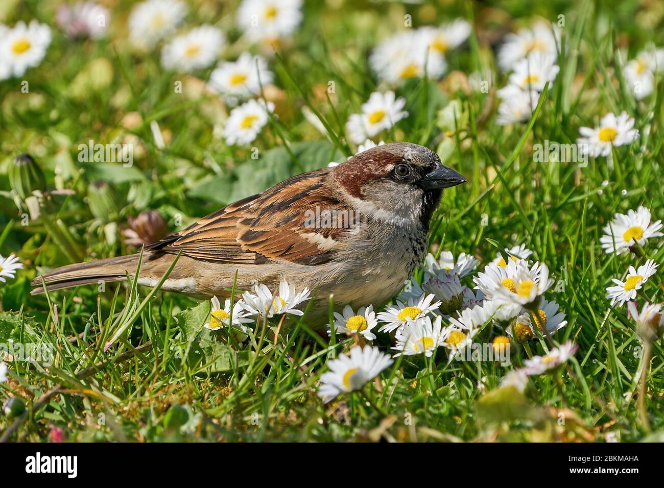 House sparrow in its natural habitat in Denmark Stock Photo - Alamy