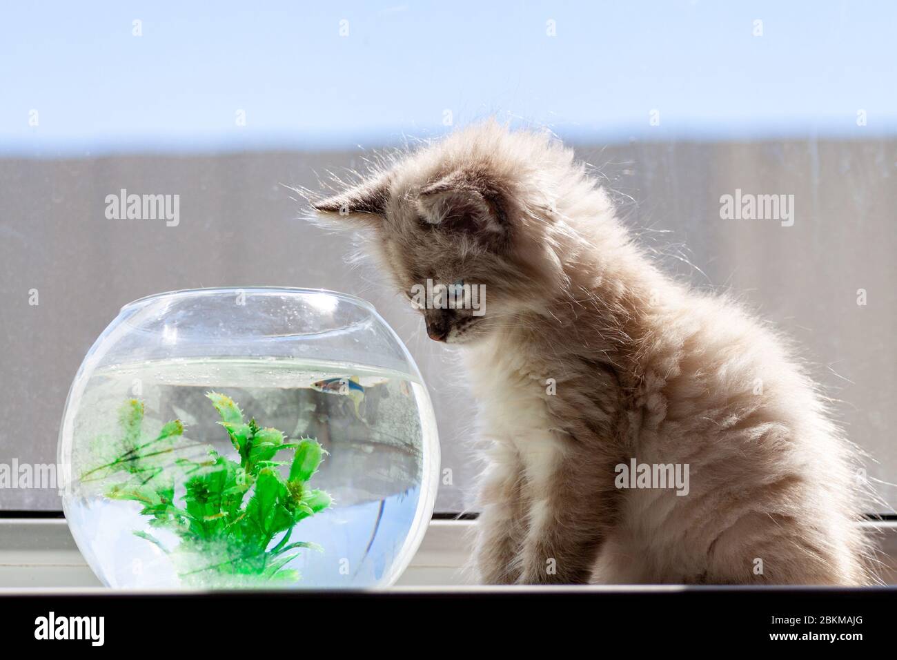 A beautiful fluffy kitten is hunting for a goldfish in an aqua rime ...