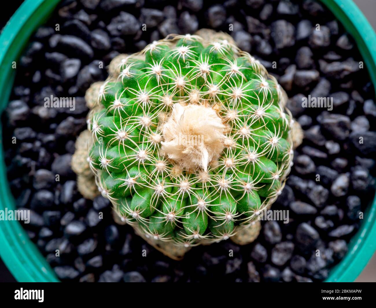 Thorns for business hi-res stock photography and images - Alamy