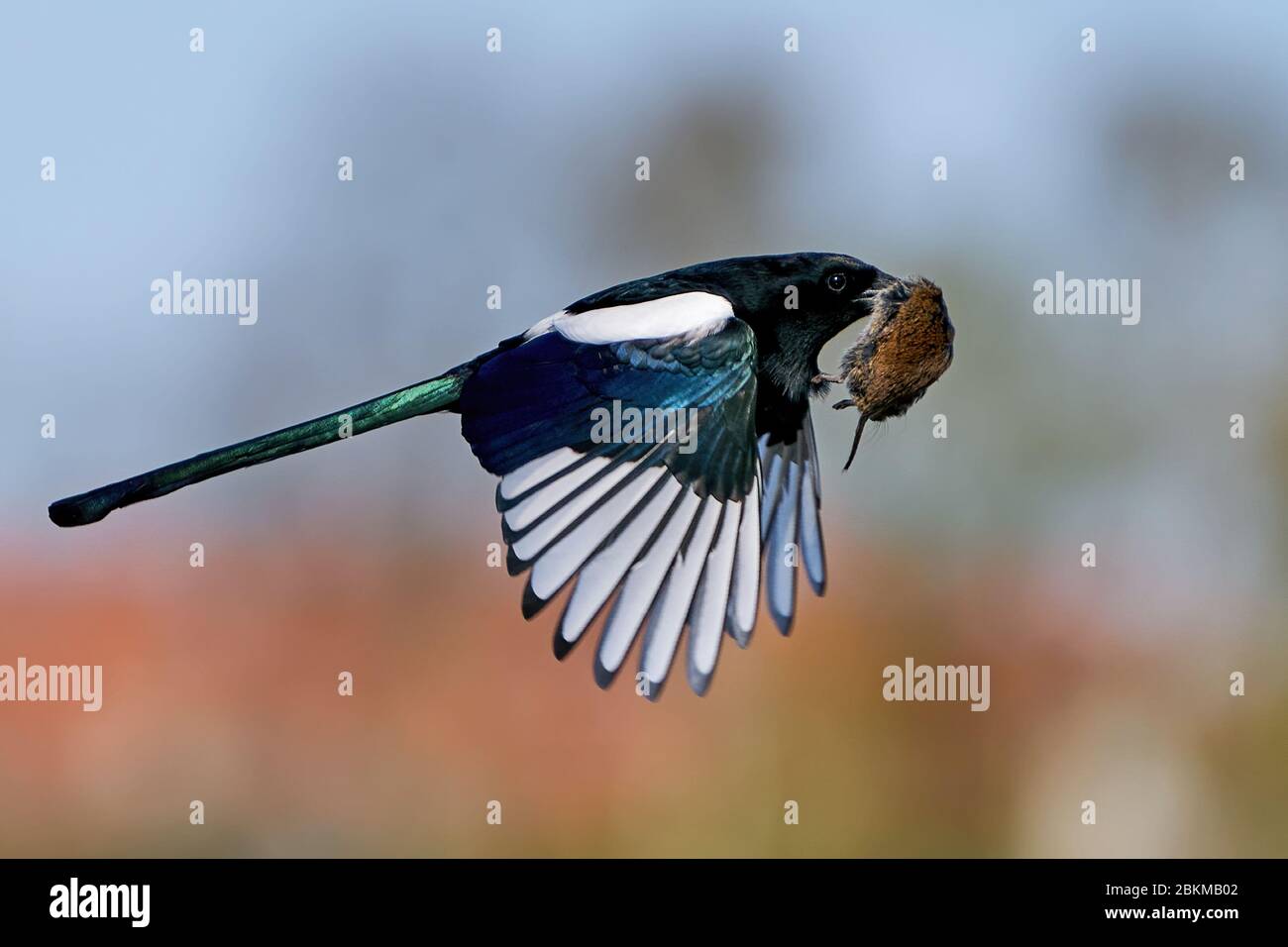 Eurasian magpie with a mouse in its beak Stock Photo - Alamy
