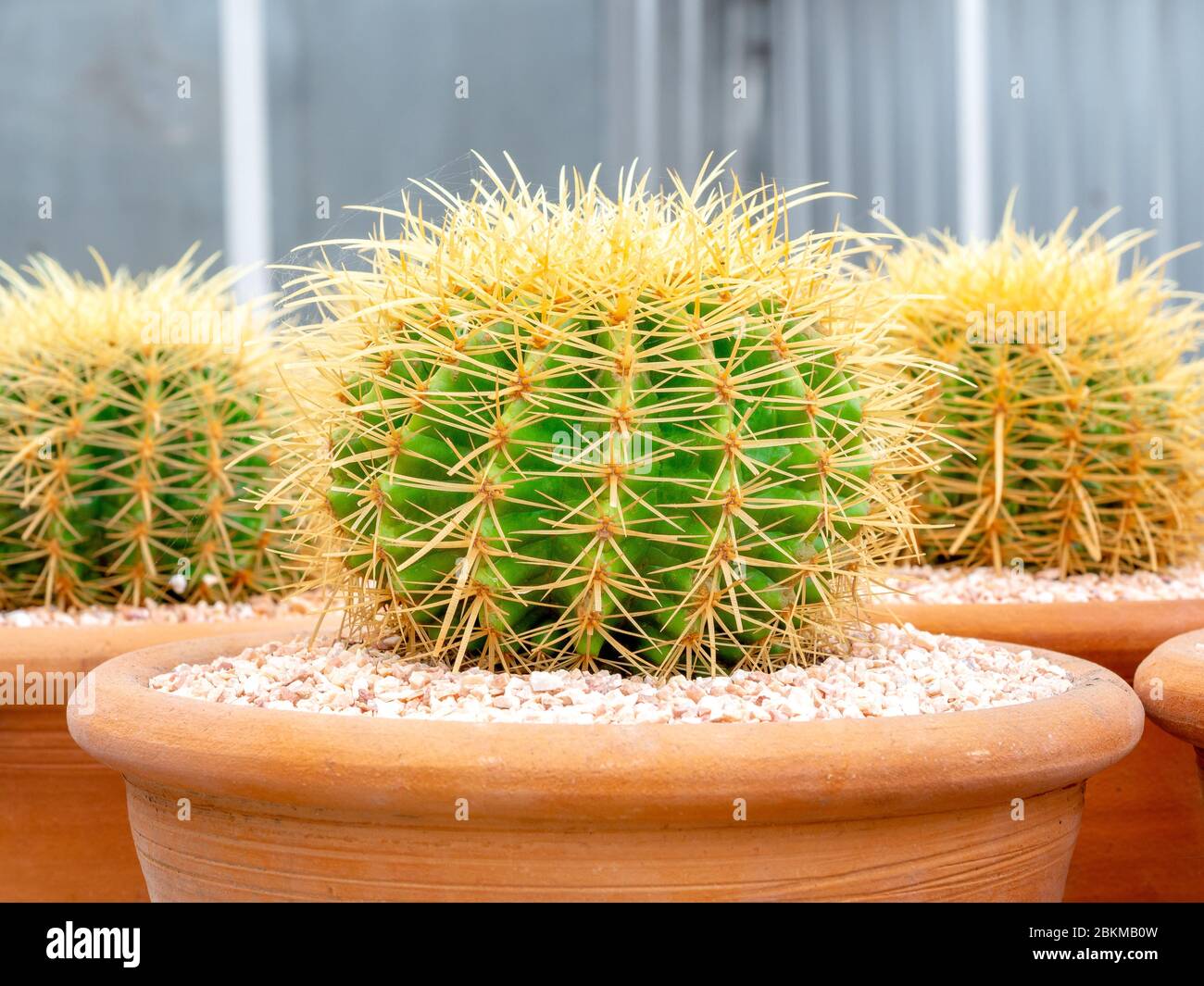 Plant in terracotta hi-res stock photography and images - Alamy