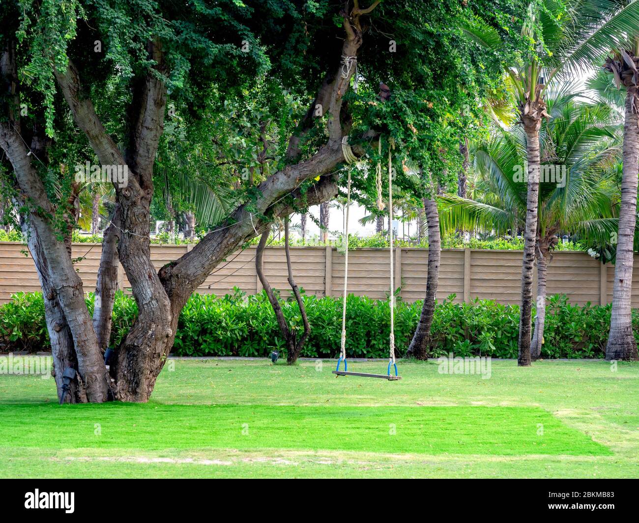 Wooden swing hanging from the big tree on green grass in the outdoor ...