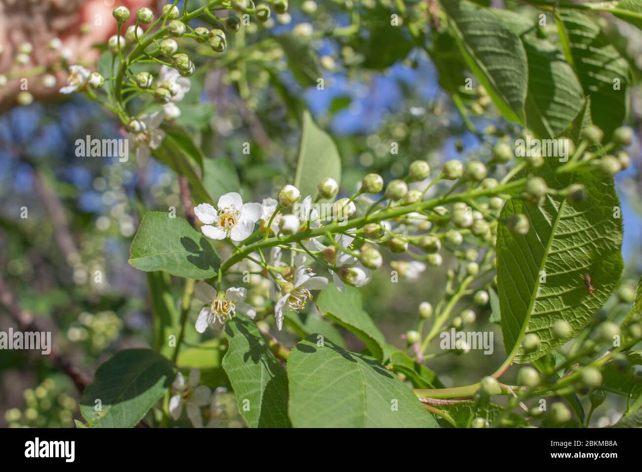 Close up view of beautiful white flowers and buds blooming on a Canada ...