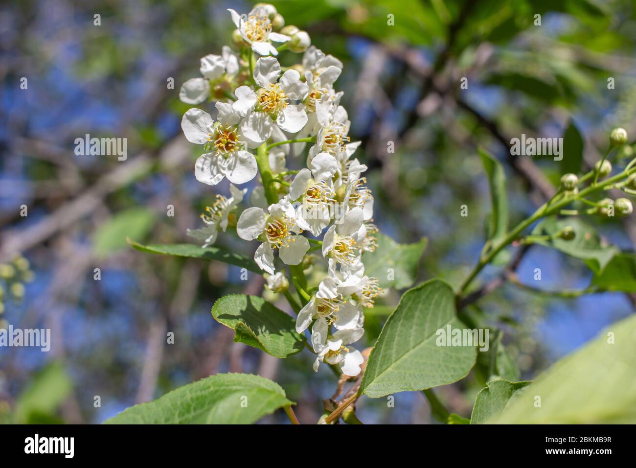 Close up view of beautiful white flowers and buds blooming on a Canada ...