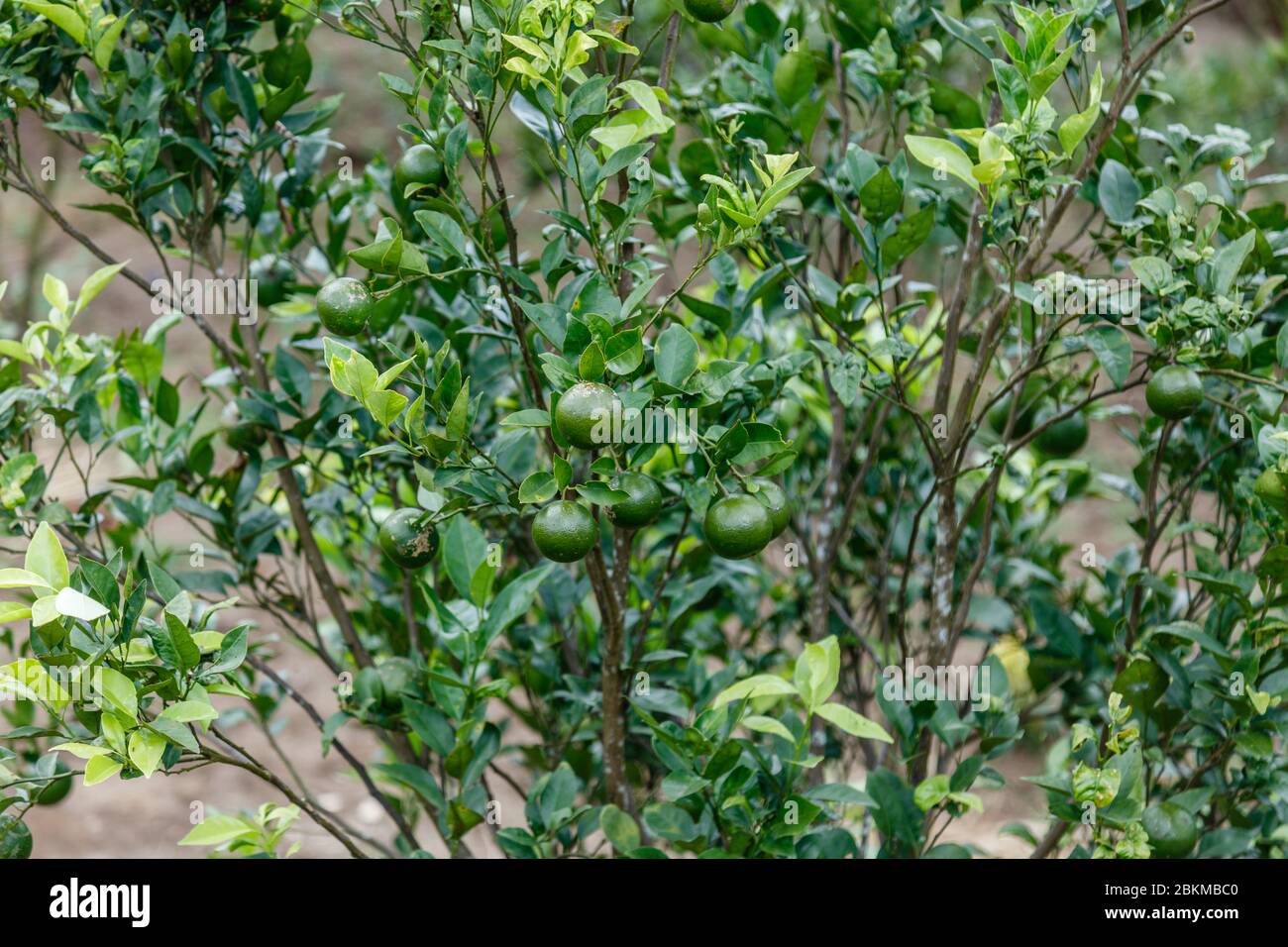 Lime trees growing on a citrus farm. Kintamani Regency, Bangli, Bali ...