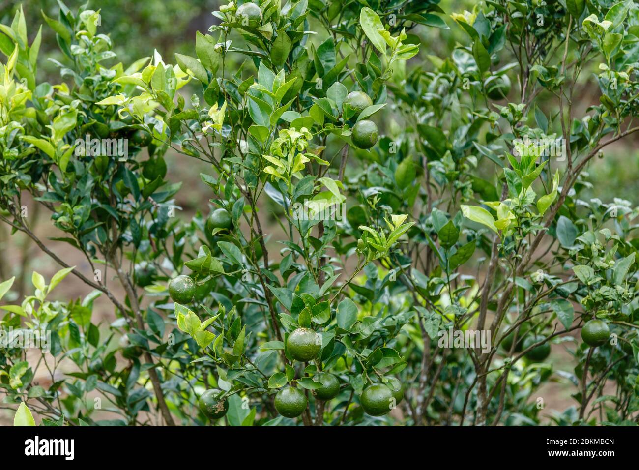 Lime trees growing on a citrus farm. Kintamani Regency, Bangli, Bali ...