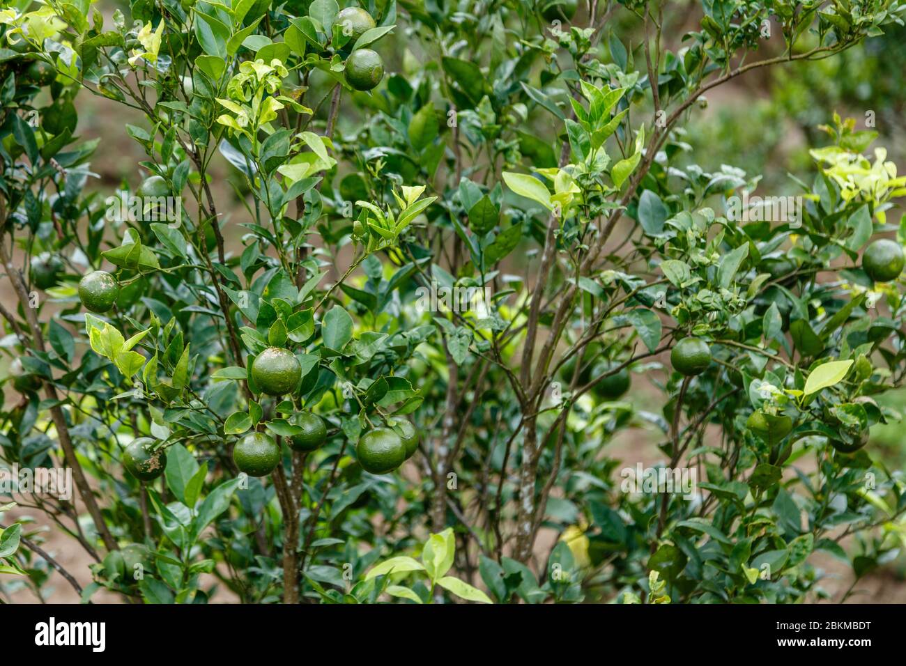 Lime trees growing on a citrus farm. Kintamani Regency, Bangli, Bali ...