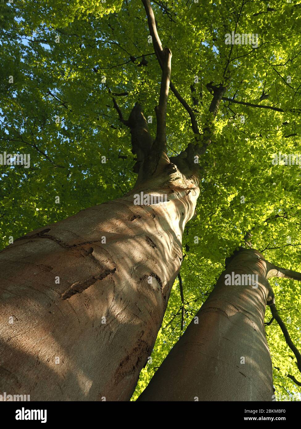 Big old beech tree, wide angle shot, beauty of nature, hug a tree Stock ...