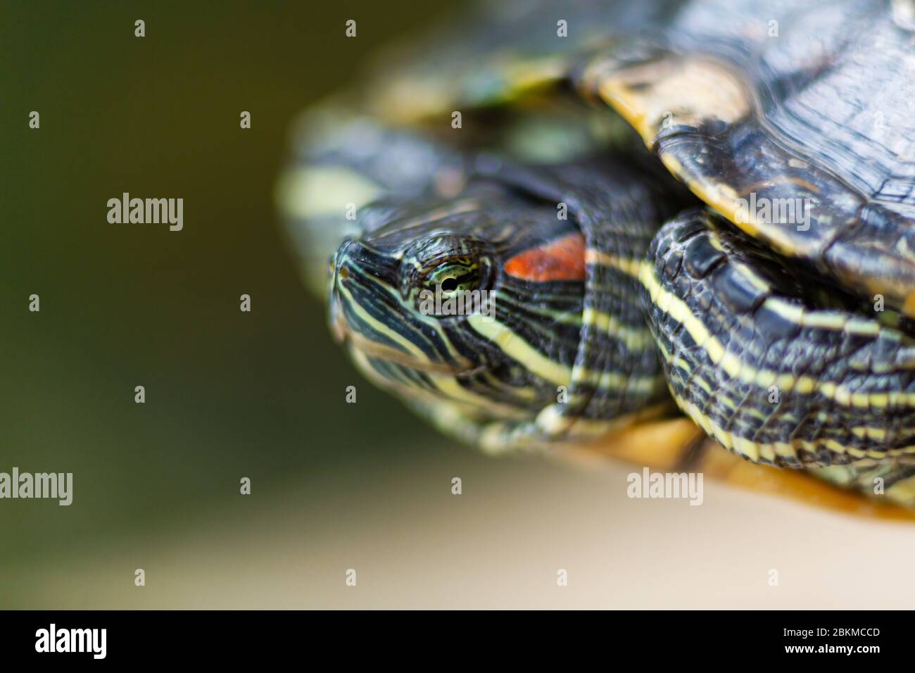 Red Eared Terrapin - Trachemys scripta elegans. Red eared slider turtle ...