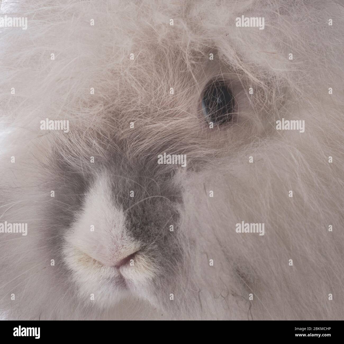 English Angora in front of white background Stock Photo - Alamy