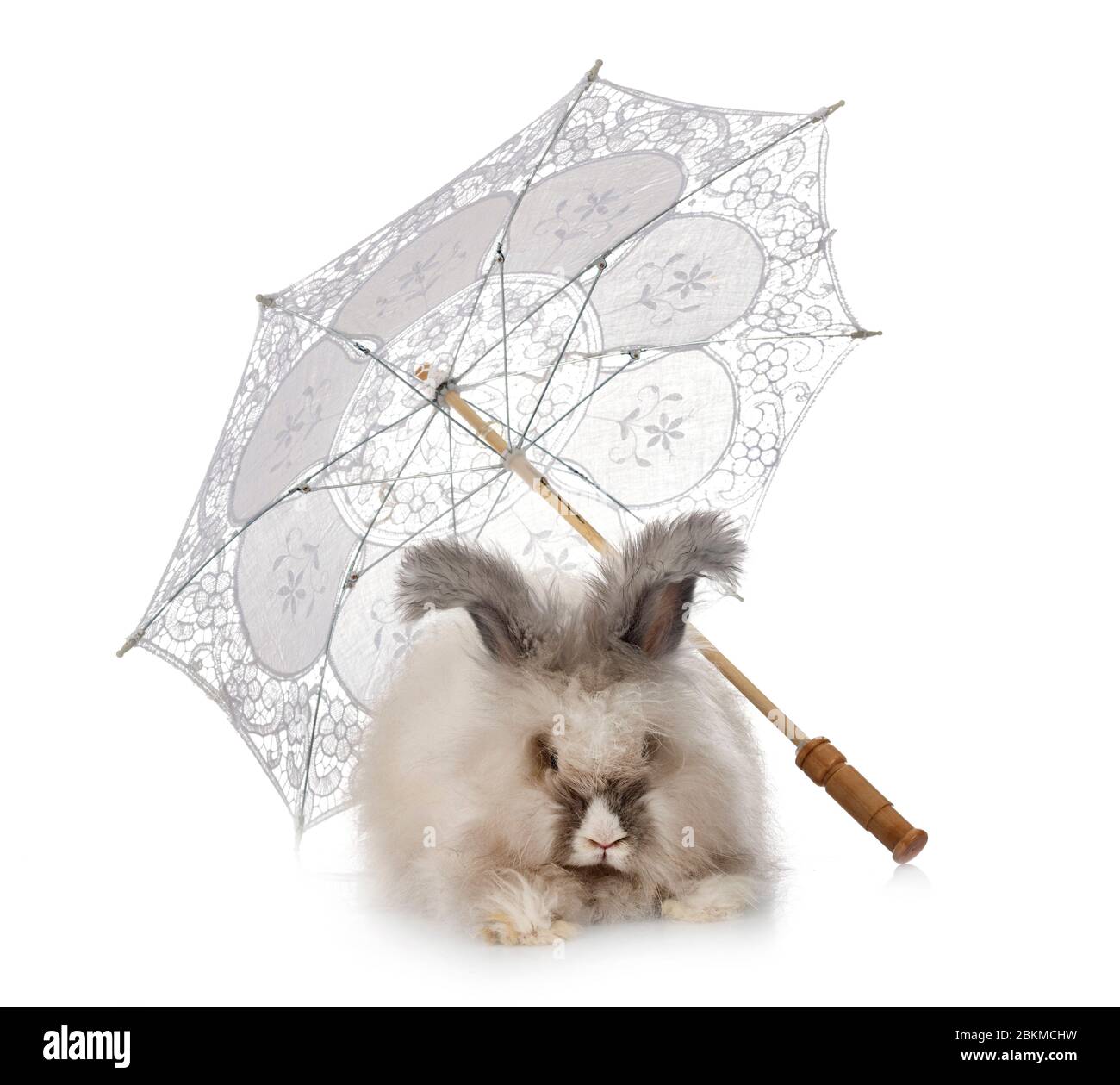 English Angora in front of white background Stock Photo - Alamy