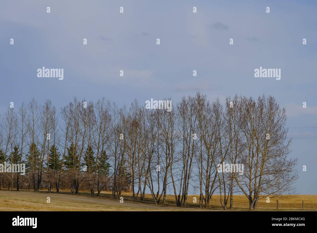A row of trees by the roadside in Alberta Stock Photo - Alamy
