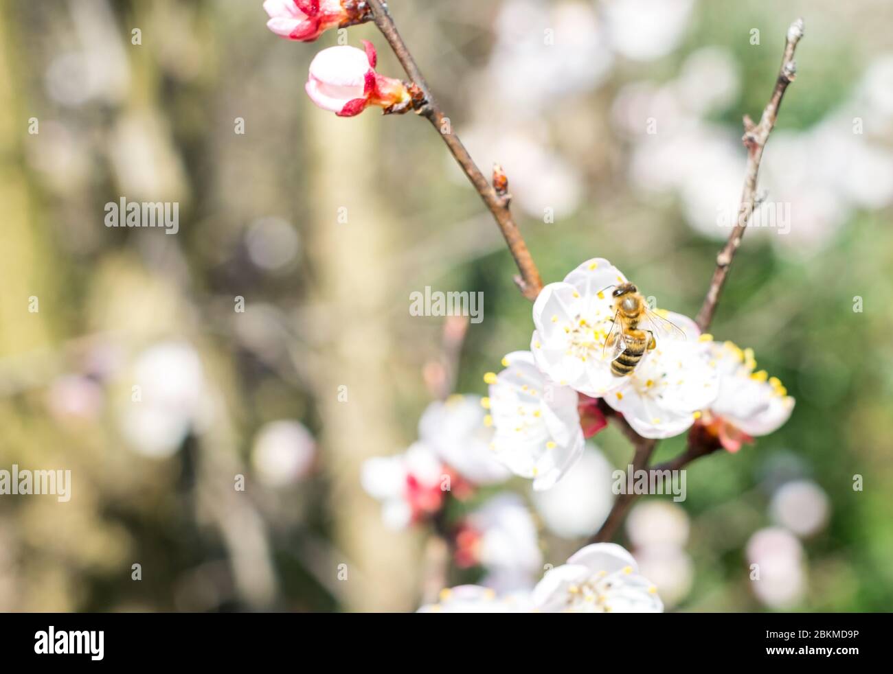 Bees at work on a apricot blossom during spring Stock Photo - Alamy