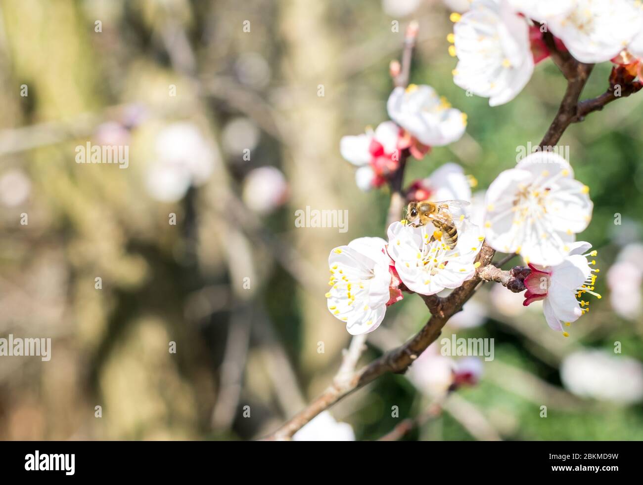 Bees at work on a apricot blossom during spring Stock Photo - Alamy