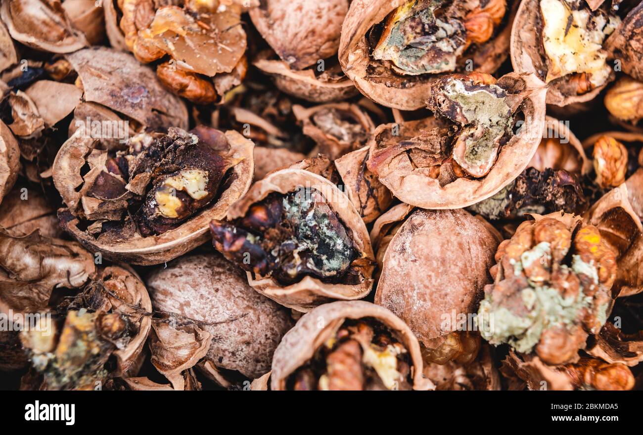 Rotten walnut hi-res stock photography and images - Alamy