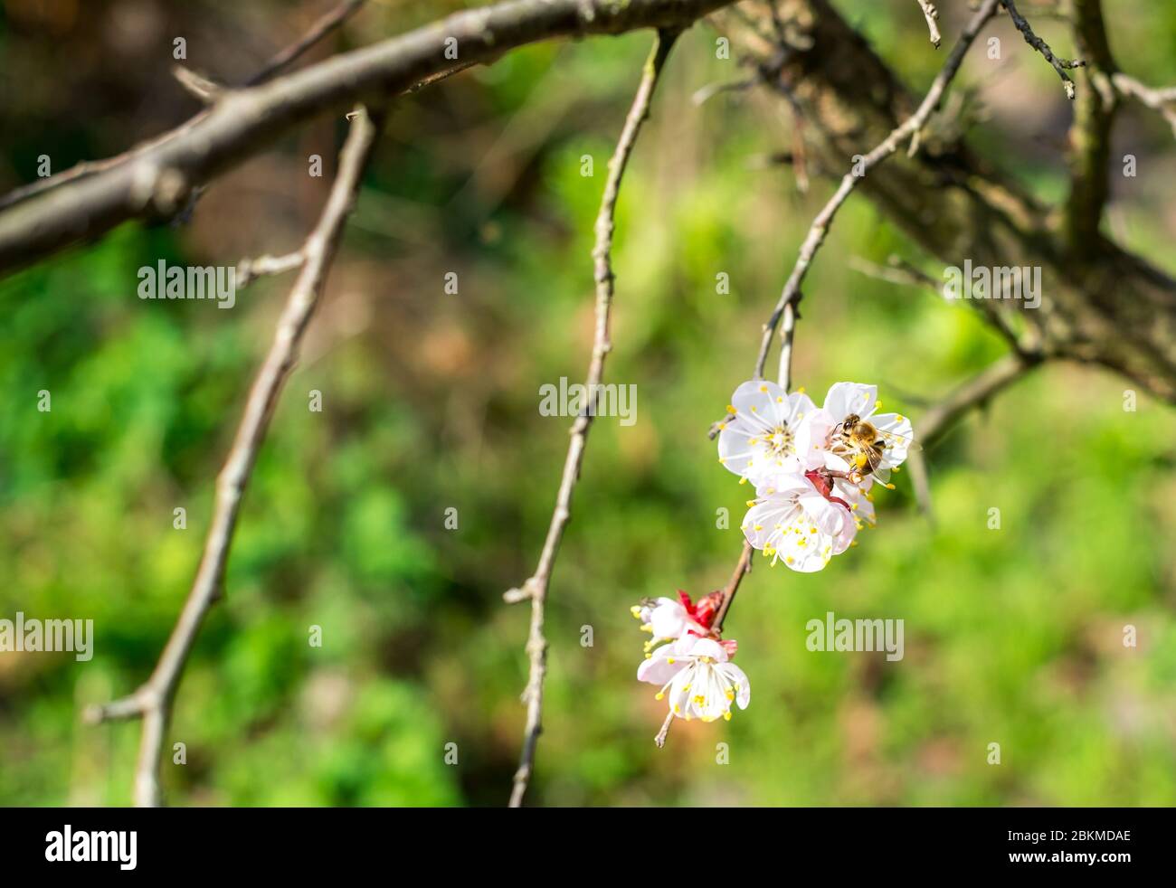 Bees at work on a apricot blossom during spring Stock Photo - Alamy
