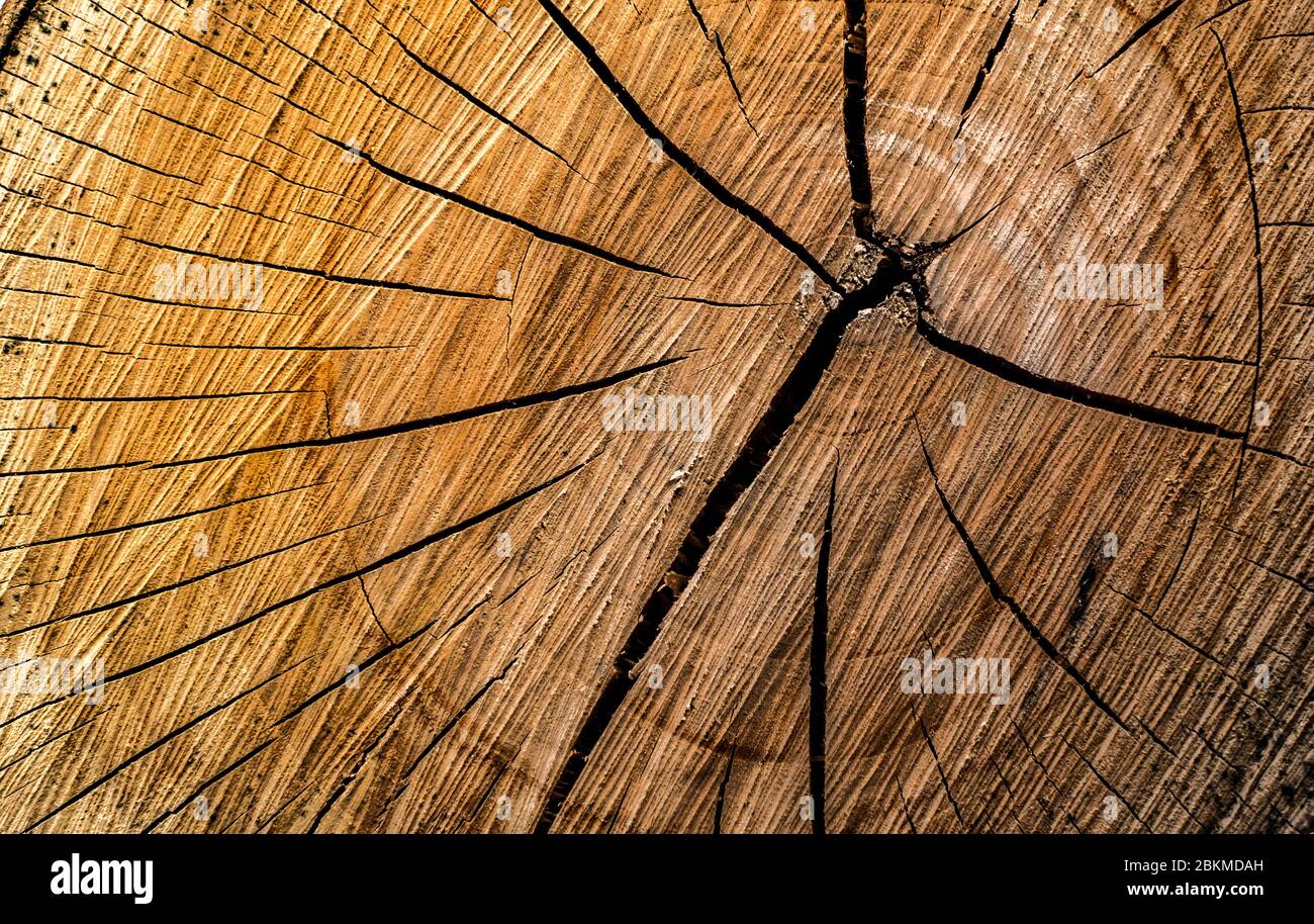 End cut tree tree showing hi-res stock photography and images - Alamy