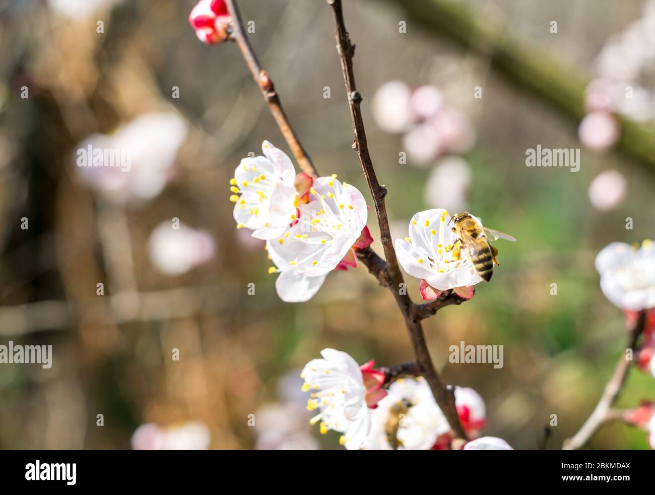 Bees at work on a apricot blossom during spring Stock Photo - Alamy