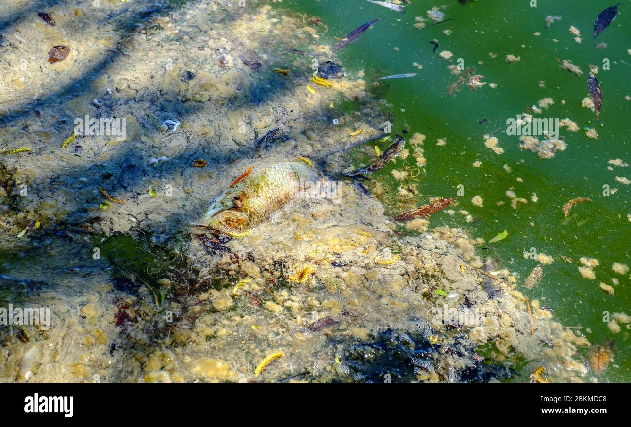 dead fish in polluted water Stock Photo - Alamy