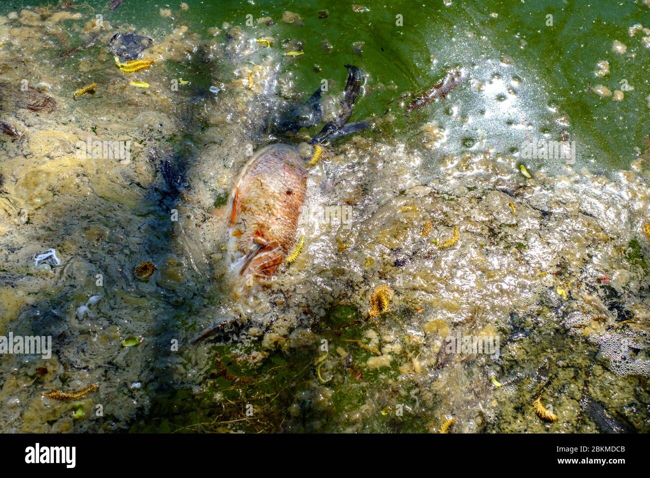 dead fish in polluted water Stock Photo - Alamy