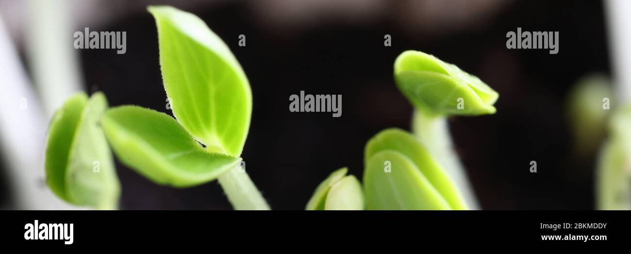 Sprouting fresh microgreens Stock Photo - Alamy