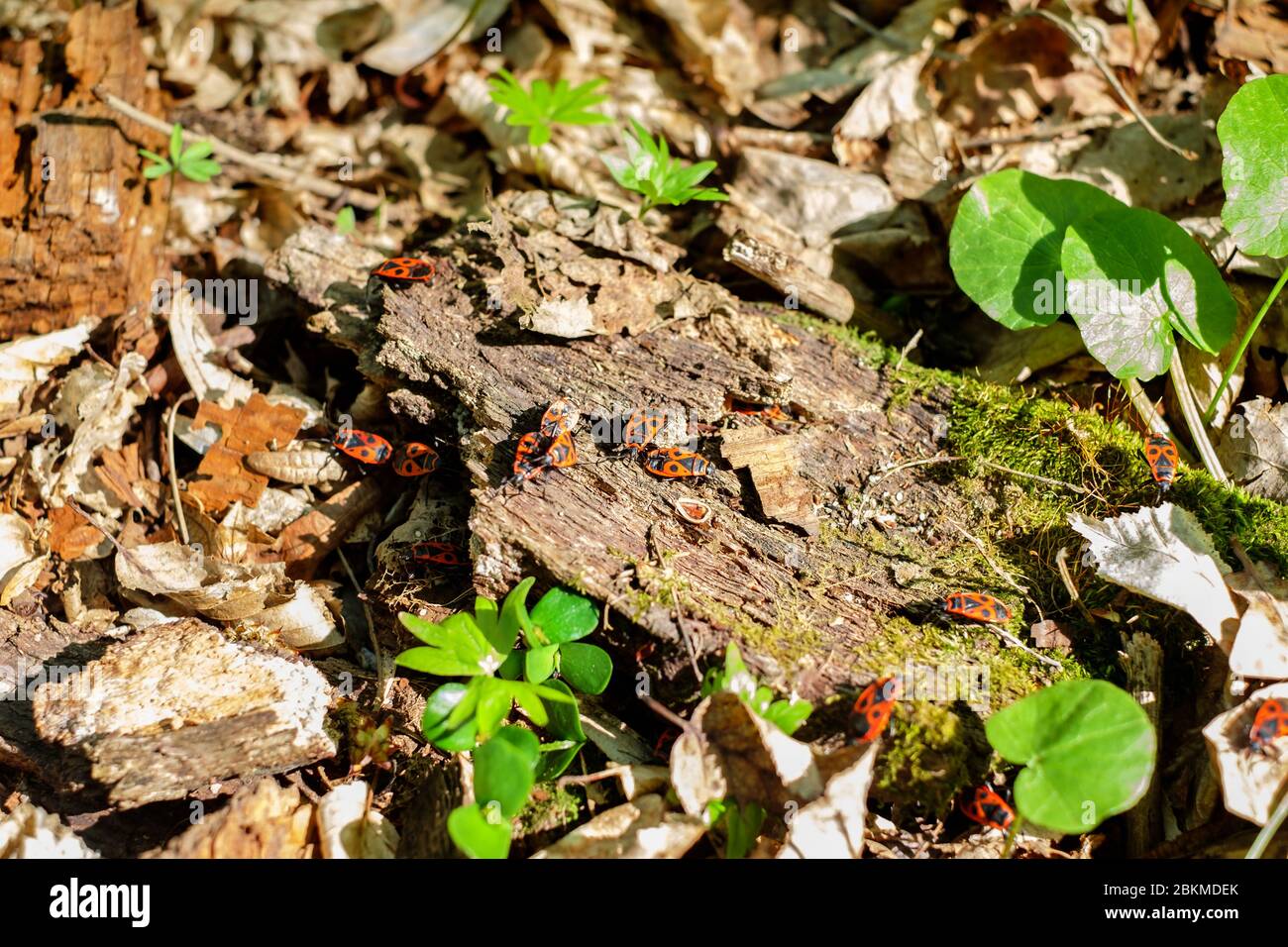Fire Bug (Pyrrhocoris apterus) in the forest Stock Photo - Alamy