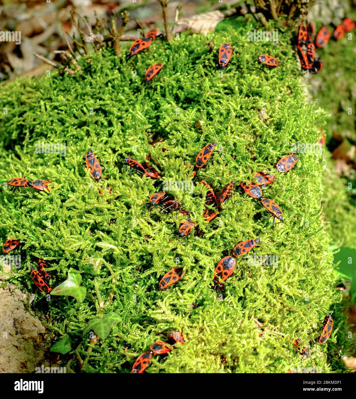 Fire Bug (Pyrrhocoris apterus) in the forest Stock Photo - Alamy