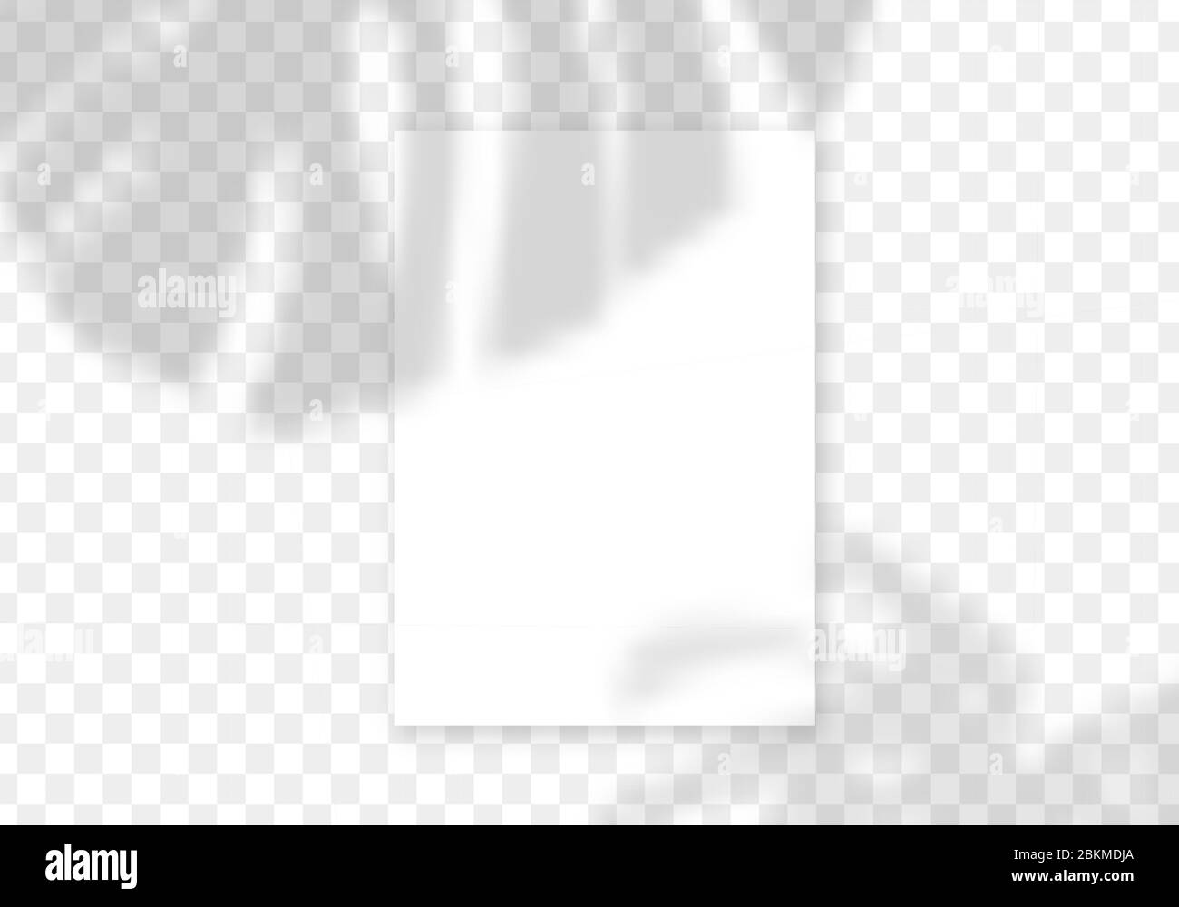 Palm shadow overlay. Vector transparent palm leaves overlay Stock ...